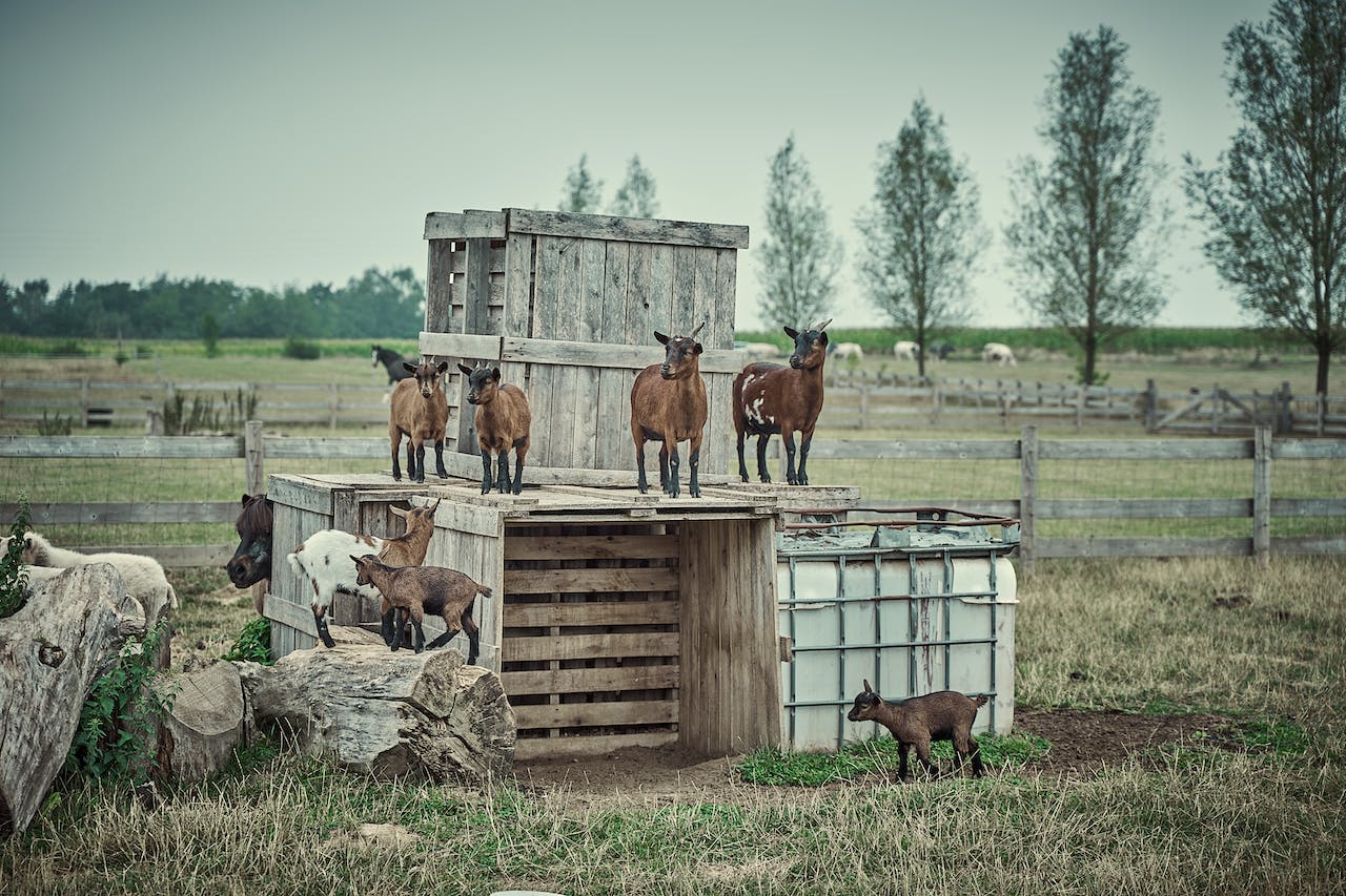 Dairy Goat Supply List: Everything You’ll Need to Take Care of Goats